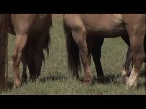 (26) La Collection Cheval - Comportement - La Reproduction - YouTube