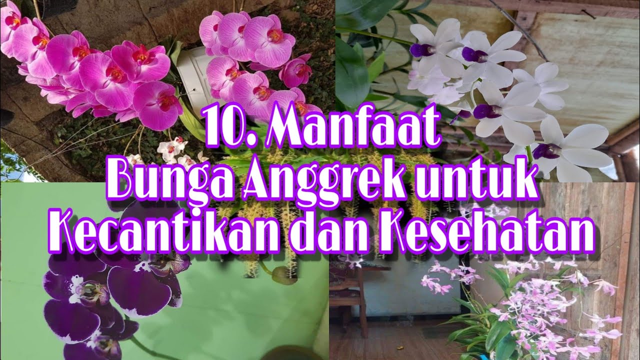 Menakjubkan.!? Inilah Khasiat dan manfaat bunga anggrek - YouTube