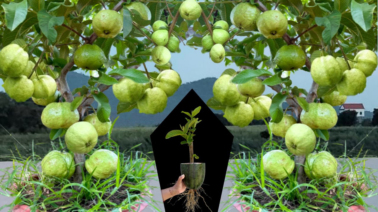 New method of planting guava tree with watermelon and Coca-Cola / how ...