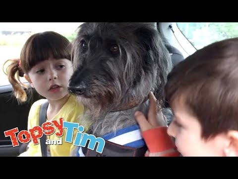 Kayıp Anahtarlar ve Köpek Günü | Topsy Ve Tim | Türk Çocuk Çizgi Filmleri | WildBrain Çocuklar