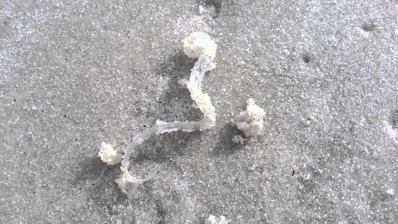 Clear sea worm - YouTube