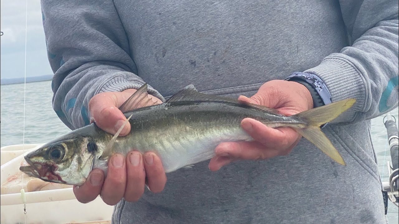 fishing down at western port bait fish everywhere! #fishing #fish # ...