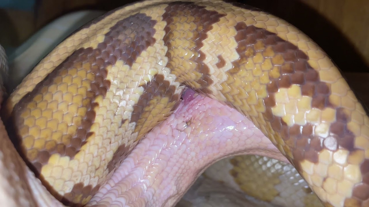 Albino Burmese (male) mated with Caramel burmese (female). Cận cảnh ...