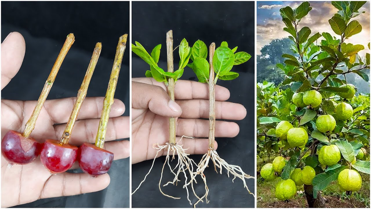 Best & easy way to grow guava plant at home || Easy method for grow ...