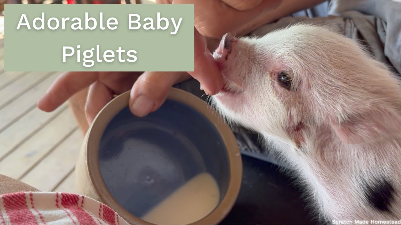 Cute Baby Piglets - YouTube