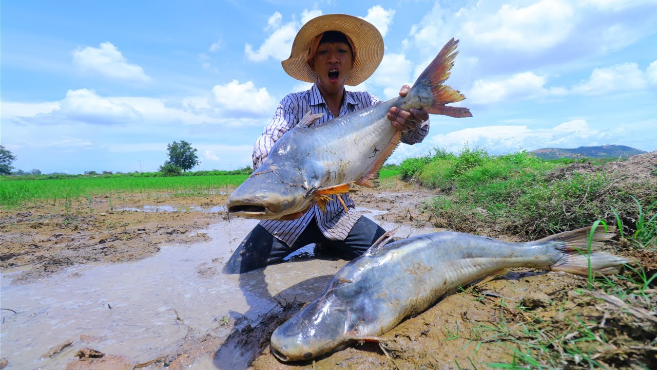 Two Giant Fish Death In Dry Season On Rice field Real Amazing found ...
