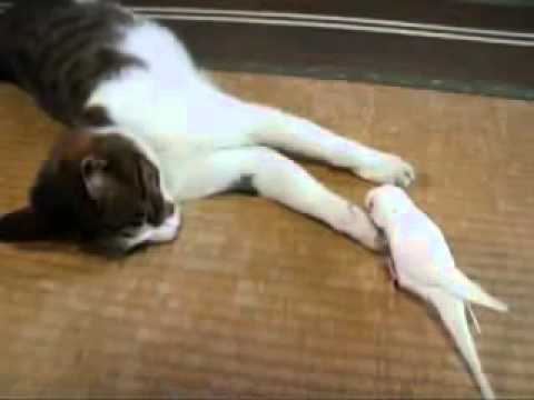 Pernatyj budilnik spaces ru