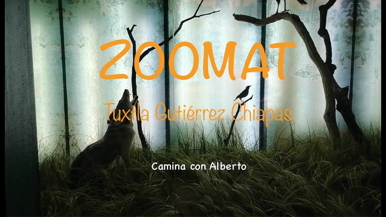 GUÍA COMPLETA ZOOMAT 🐊🐾🐆🐍 ¡¡Recorrido!! Tuxtla Gutiérrez 🌳☘️🍃 - YouTube