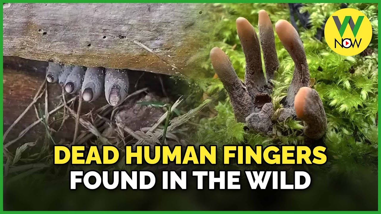 Dead human fingers found in the wild - YouTube