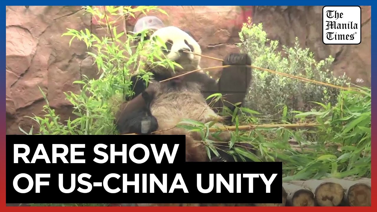 Giant panda enclosure opened in California with international ceremony ...