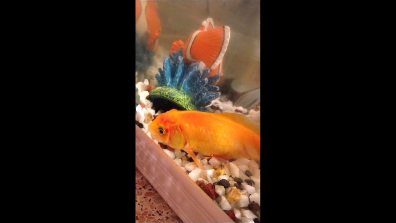 Goldfish, red spots, depressed! Help! - YouTube