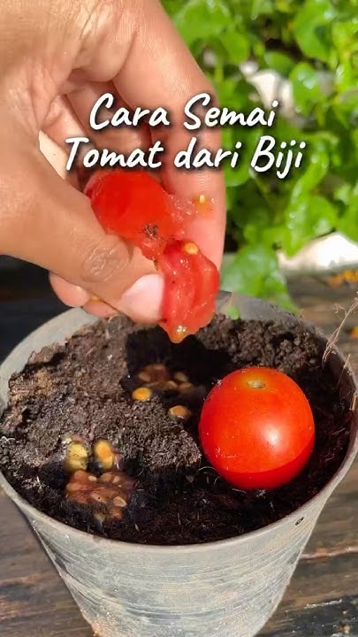 MENANAM TOMAT DARI BIJI #kidulomahfarm - YouTube
