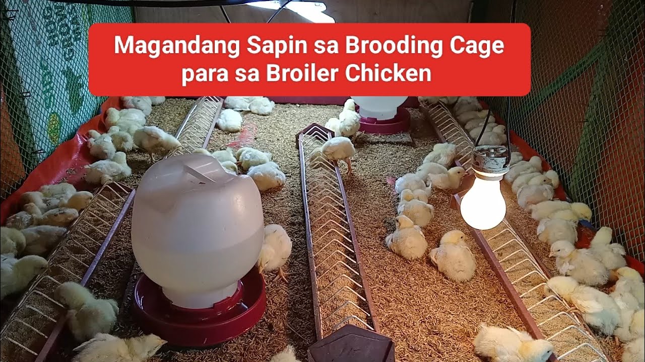 Magandang Sapin para sa Broiler Chicks Pag ng Brooding - YouTube