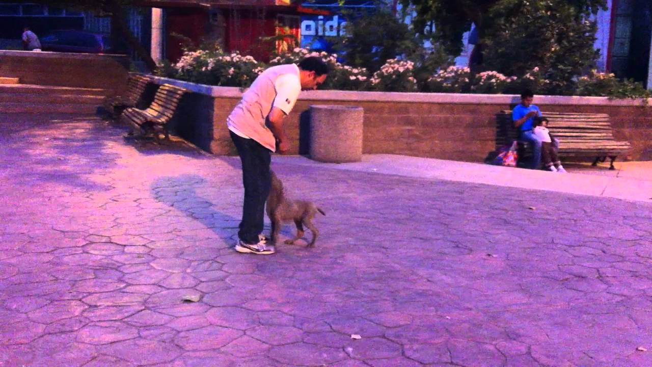 ADIESTRAMIENTO CANINO CACHORRITA WEIMARANER KYRA RAMIREZ 1 - YouTube