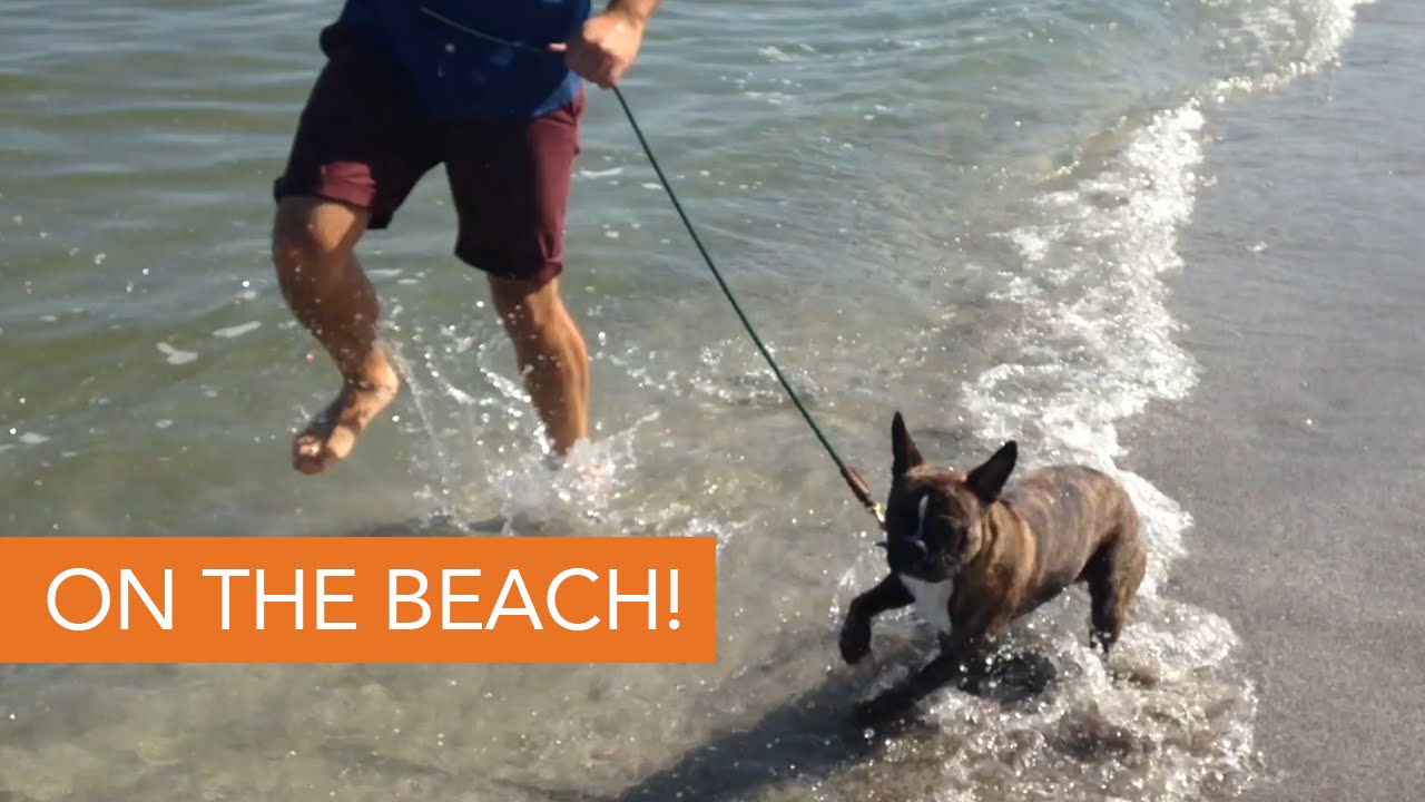 Basil the Frenchie splashes at the beach! - YouTube
