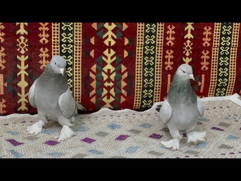 🏆 CUMARTESİ AKŞAMINA ÖZEL HAZIRLIK ‼️ BU AKŞAM 21:00 da YAYINDAYIZ 🌹👋