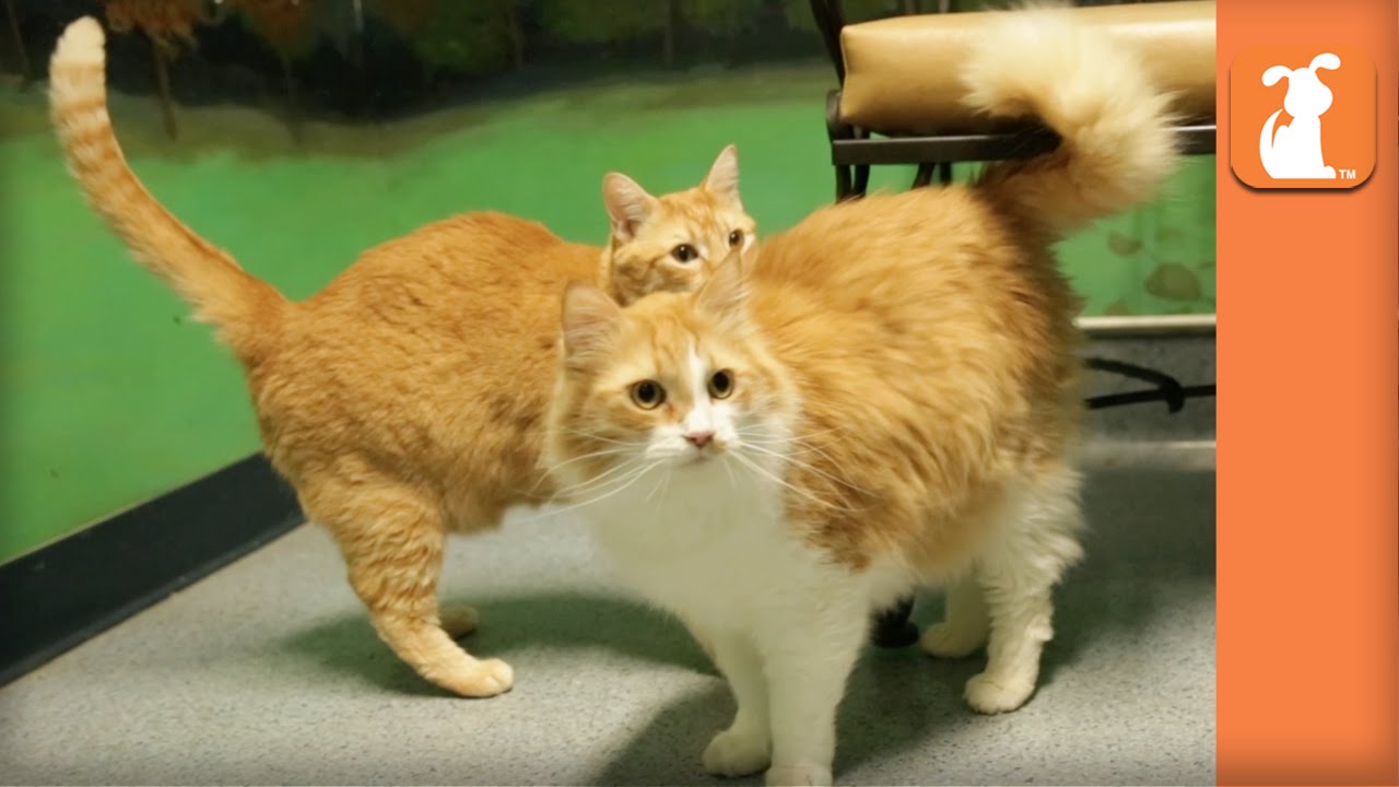 Bonded Pair of Cats Been at Shelter for 7 Months Waiting for New Home ...