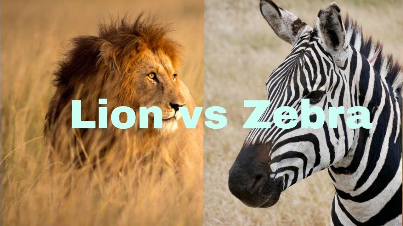 lioness vs Zebra || Zebra trying to save her life from lioness - YouTube