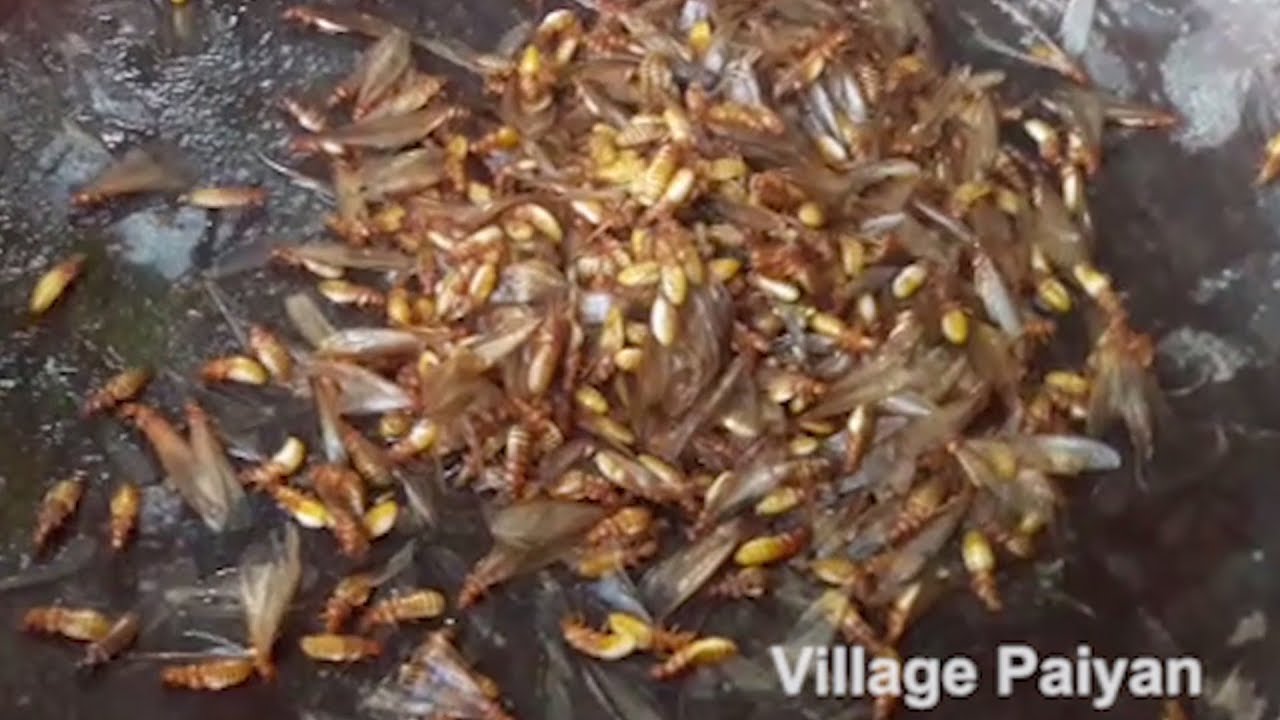 கிராமத்தில் ஈசல் வறுவல் || Winged Termites Fry - YouTube