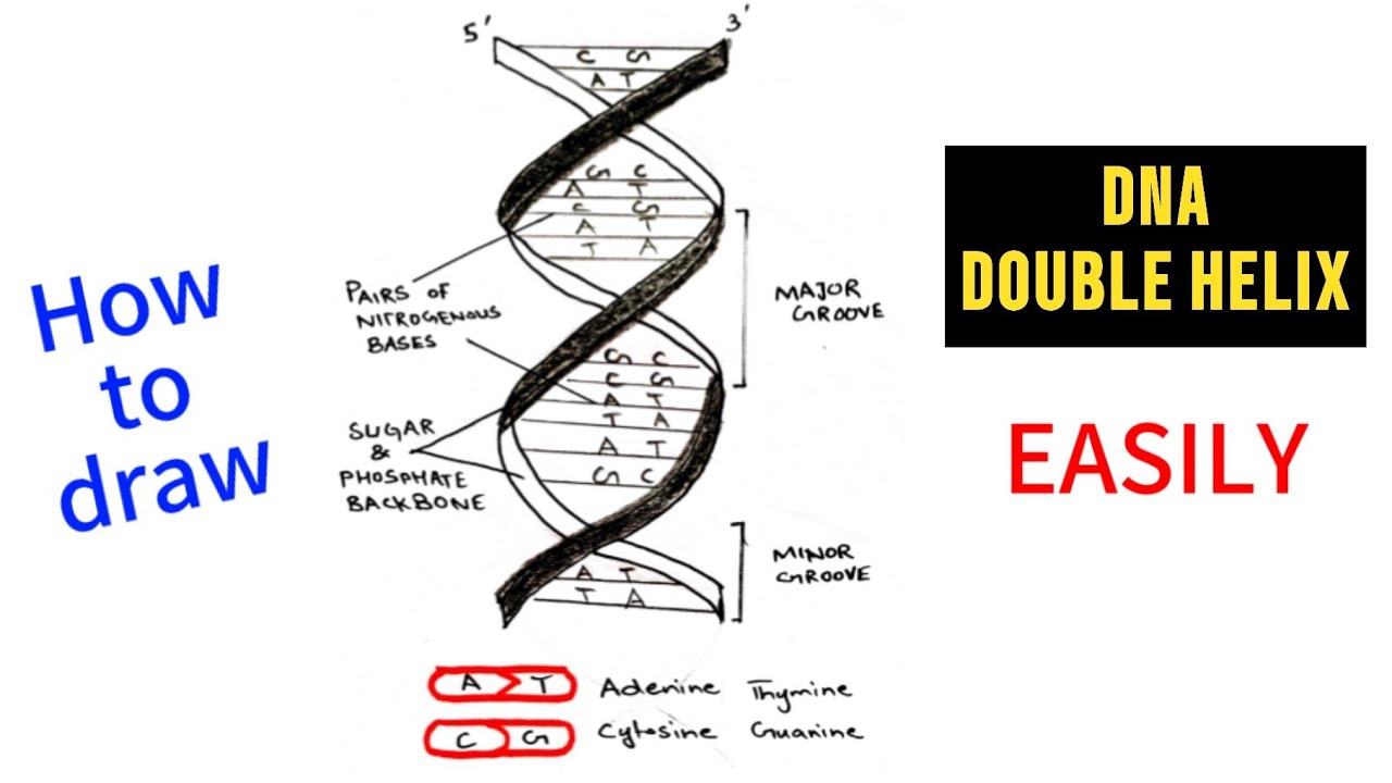 How to draw Structure of DNA double helix || DNA double stranded ...