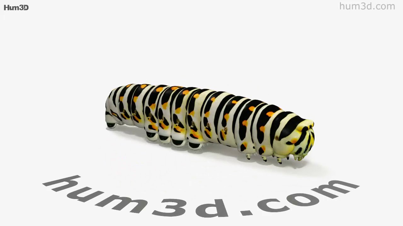 Caterpillar 3D model by 3DModels.org - YouTube