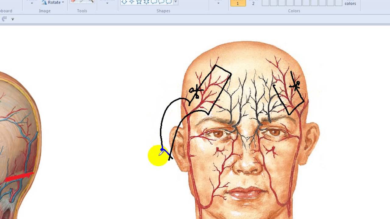 applied anatomy in head DR SAMEH GHAZY - YouTube