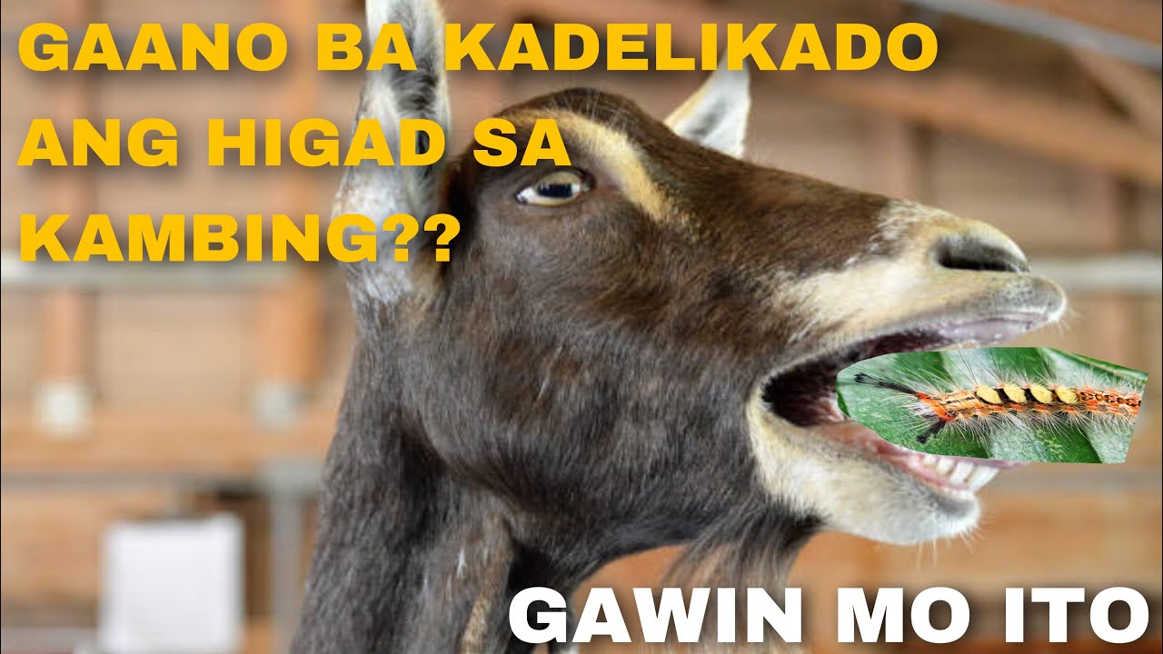 PAANO GAMUTIN ANG NAKAKAIN NG HIGAD NA KAMBING - YouTube