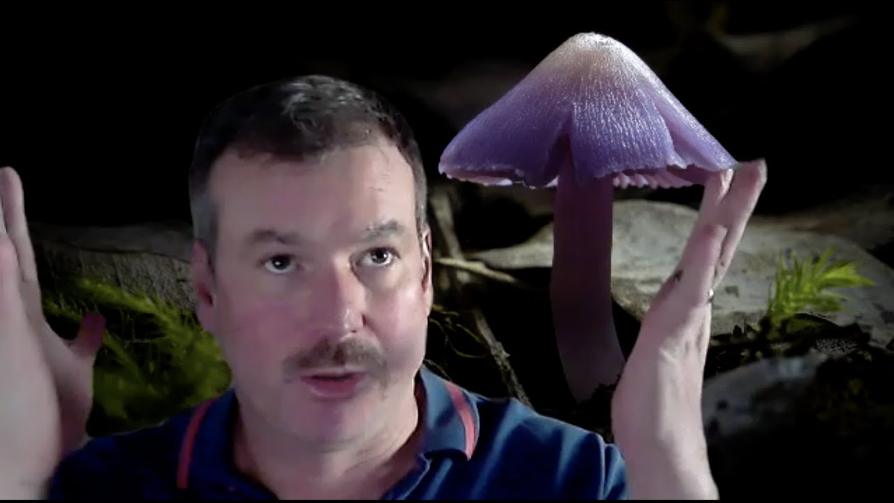 The wonderful world of fungi with QMS president, Wayne Boatwright - YouTube