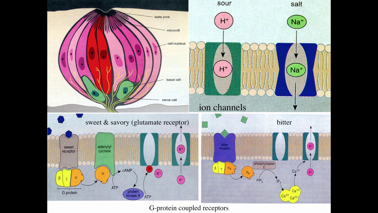 GI System Overview - YouTube