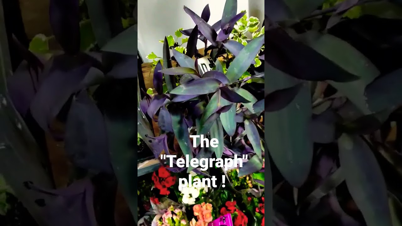 The Telegraph !Plant ! - YouTube