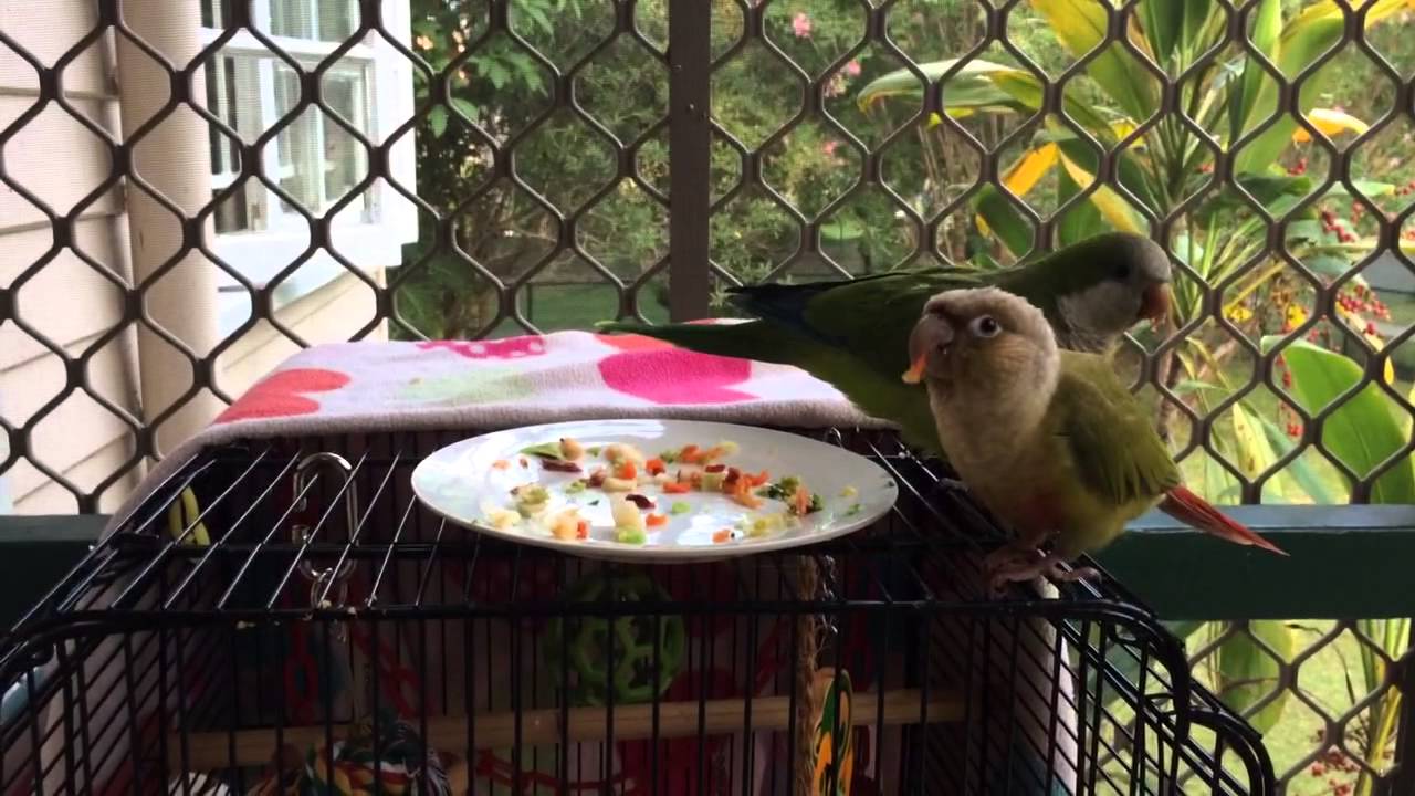 Quaker Parrot and Green Cheek Conure - YouTube