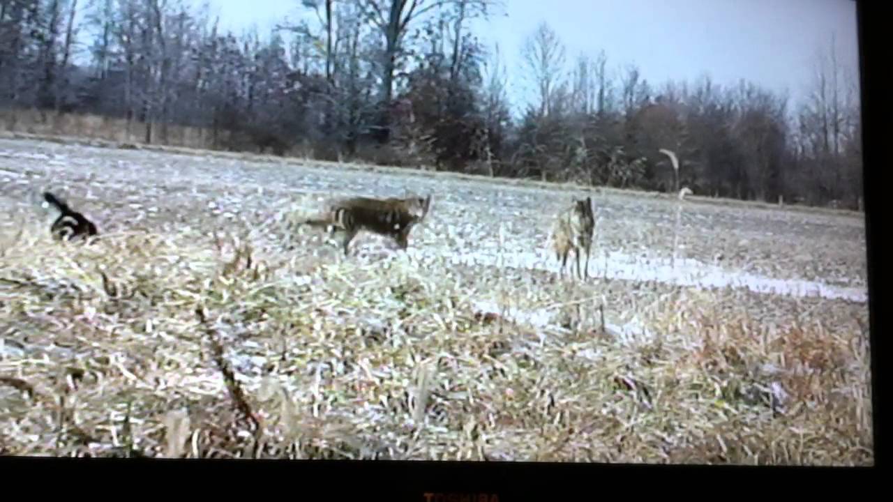 Stray Cat Predator Decoy Brings in 2 Coyotes.MOV - YouTube