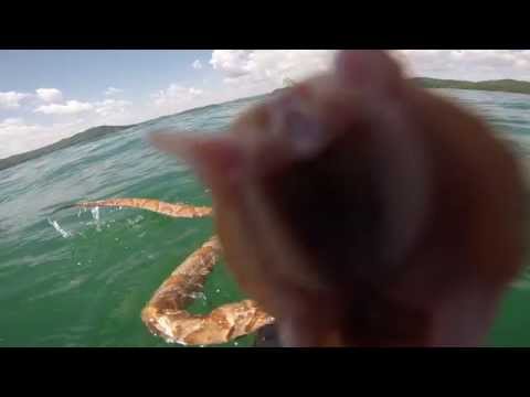 When Snakes Attack! - YouTube