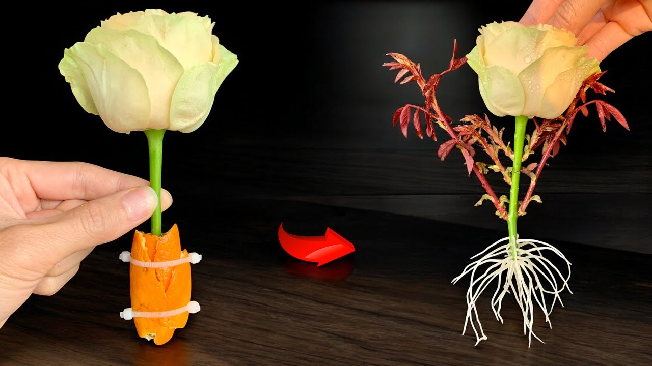 Treasure/ The world's easiest rose propagation method using only orange ...