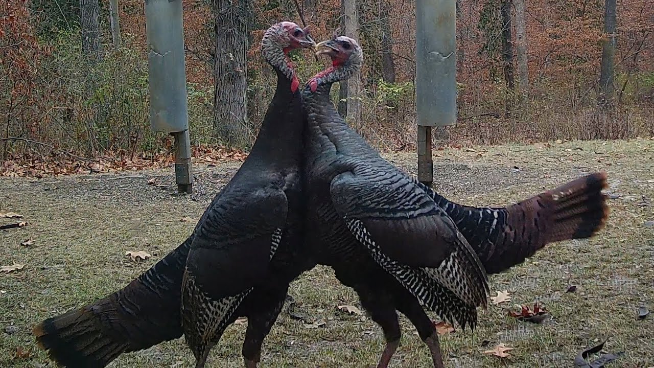 2024 12 23 Turkeys Fighting - YouTube