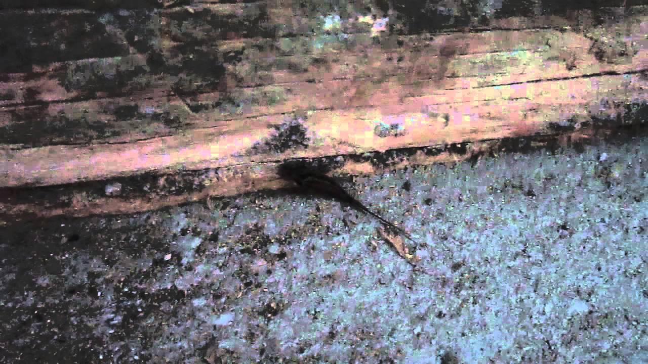 Bug that looks like a lizard - YouTube