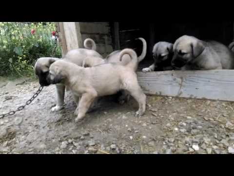 Kangal yavrusu, Akbaş, kurt boğan, dev köpek, malaklı, dogo Arjantin, pitbull, Karapınar, çoban köpe