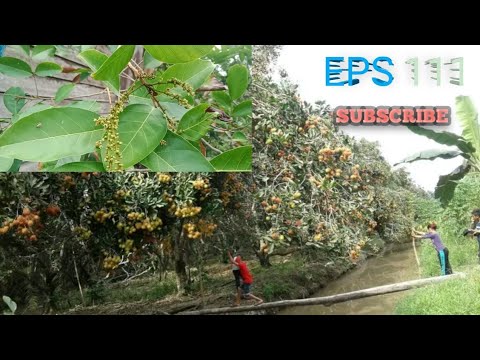 Obat agar bunga rambutan tidak rontok sampai jadi buah - YouTube