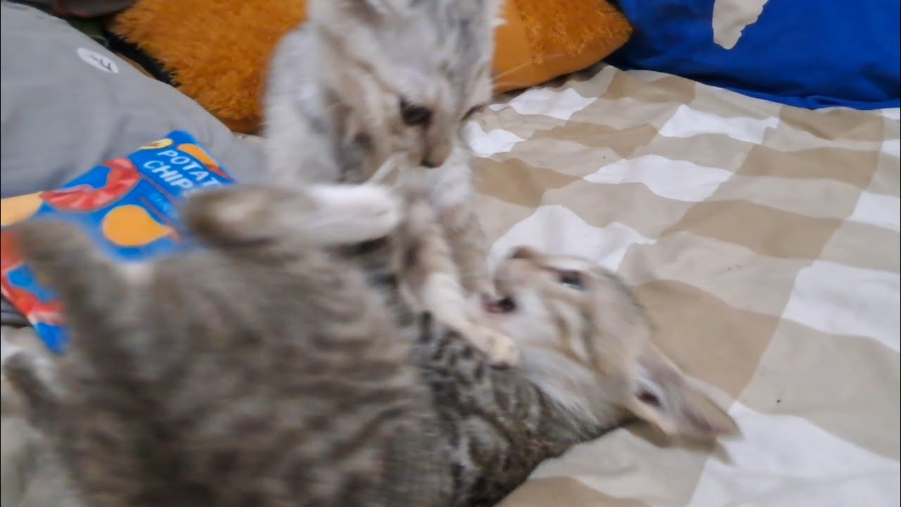 Funny kittens playing || cute kitten playing with orange cat - YouTube