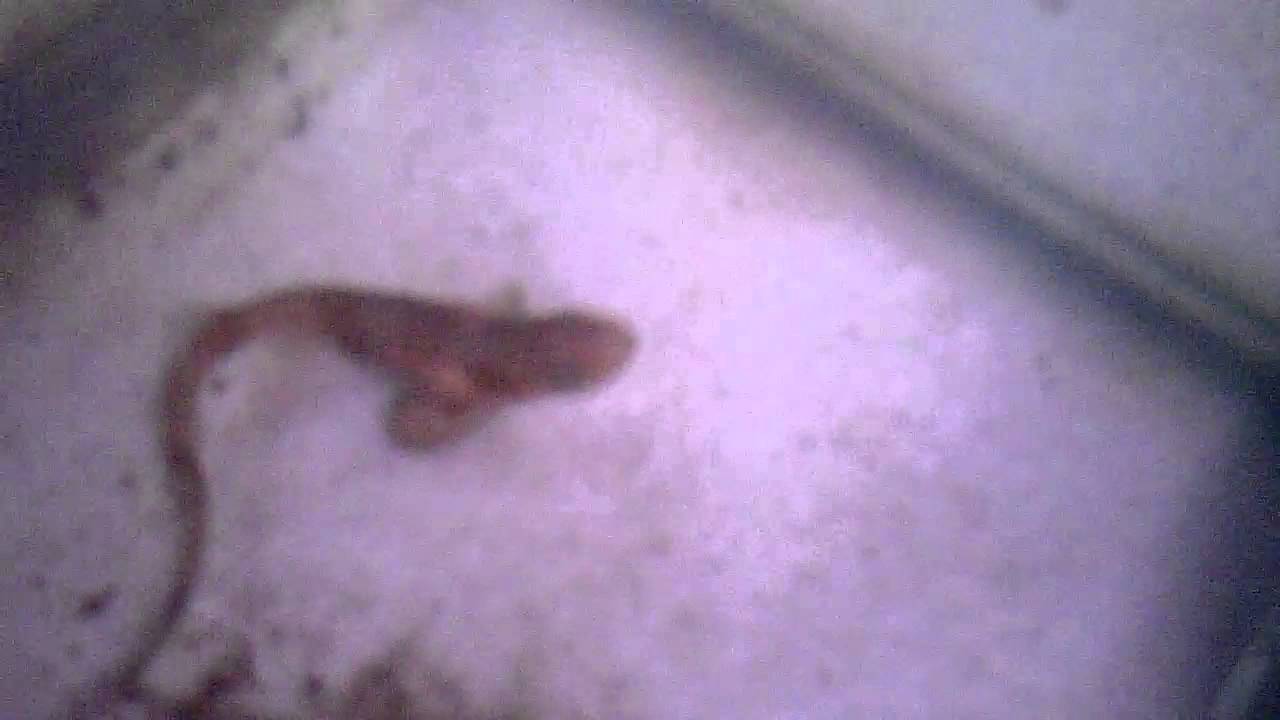 Baby Dogfish - YouTube