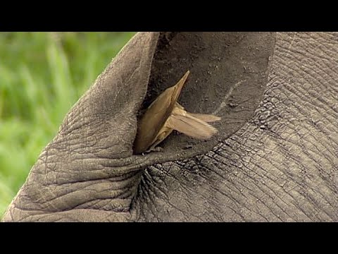Nature’s Ear Cleaner: Oxpecker Helps Rhino in the Wild