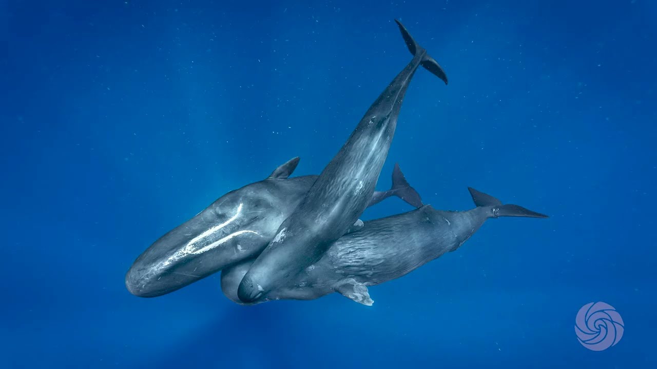 Shane Gero – Preserving Animal Cultures: Lessons from Whale Wisdom ...