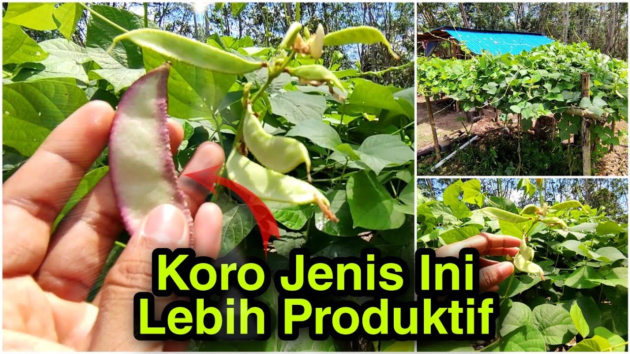 Sepertinya Lebih Produktif Koro Jenis Ini ?!! - YouTube