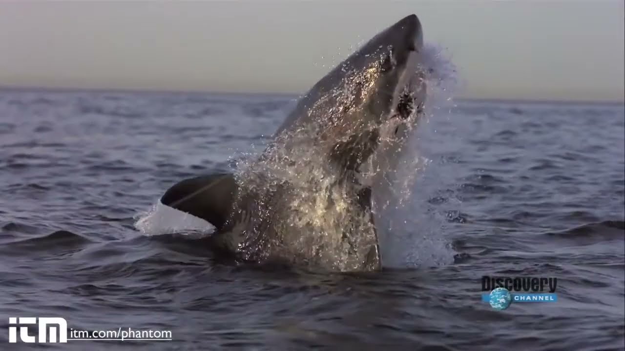 Animals_In_Epic_Slow_Motion_Compilation - YouTube