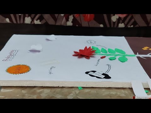 Photosynthesis Model for Science Project /Photosynthesis 3D Working ...