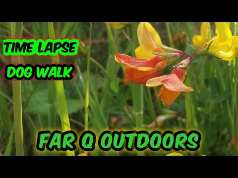 TIME LAPSE dog Walk - YouTube