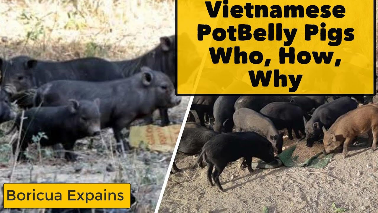 Vietnamese Pigs Continue Their Invasion in Puerto Rico Guidance and ...
