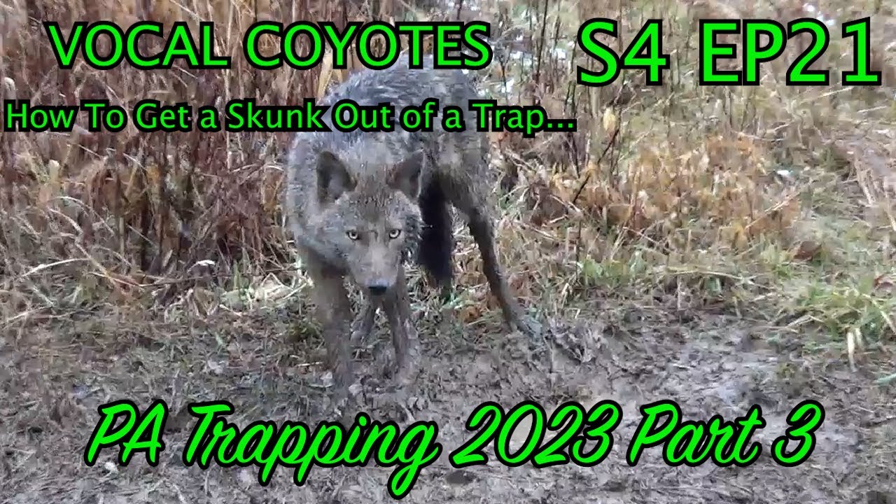 PA Coyote Trapping 2023 / Dispatching a skunk in a trap S4 EP21 - YouTube