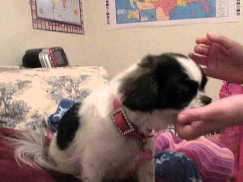 Peeka a Peekapoo - YouTube