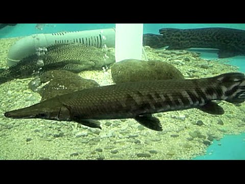 トロピカルジャイアントガー Tropical Gar Atractosteus tropicus - YouTube